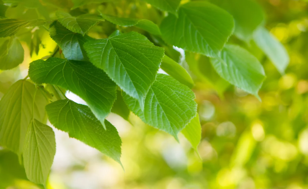 Prijs 9 zonnepanelen - vrijblijvende offerte - Soly Belgium